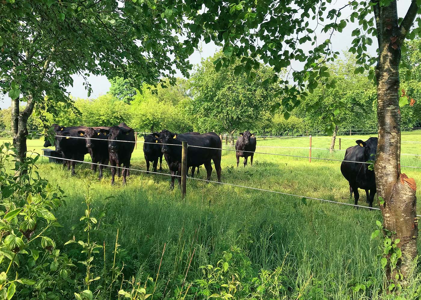 About TransEmbryo - Biotech company based in Tirsvad, Denmark